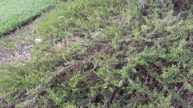 Eremophila veneta – Emu Bush | Gardening With Angus