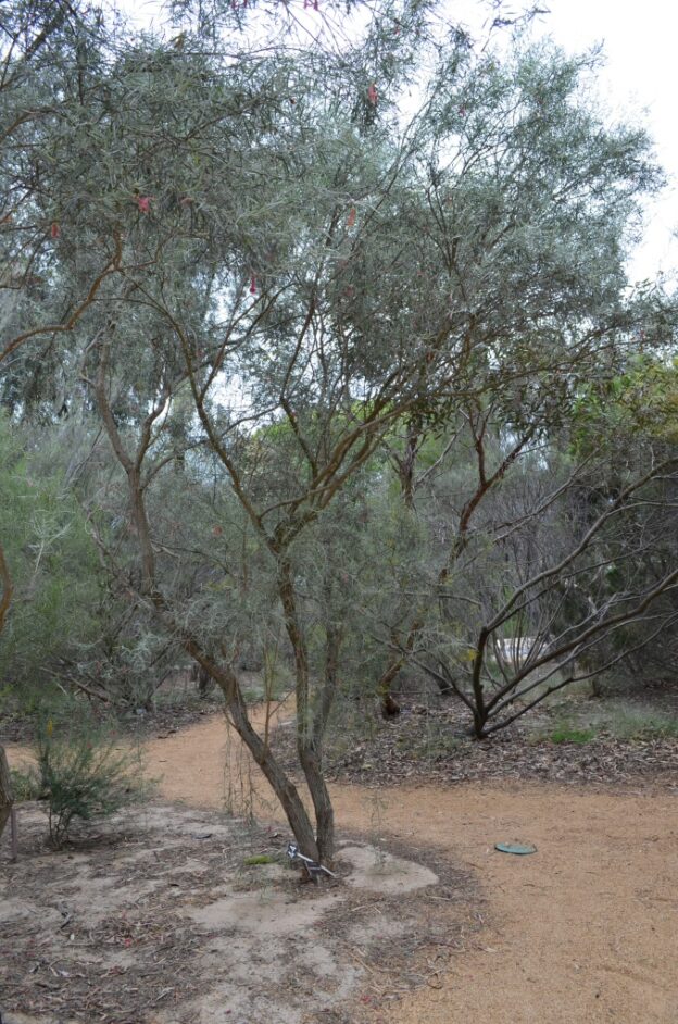 Eremophila youngii – Emu Bush | Gardening With Angus
