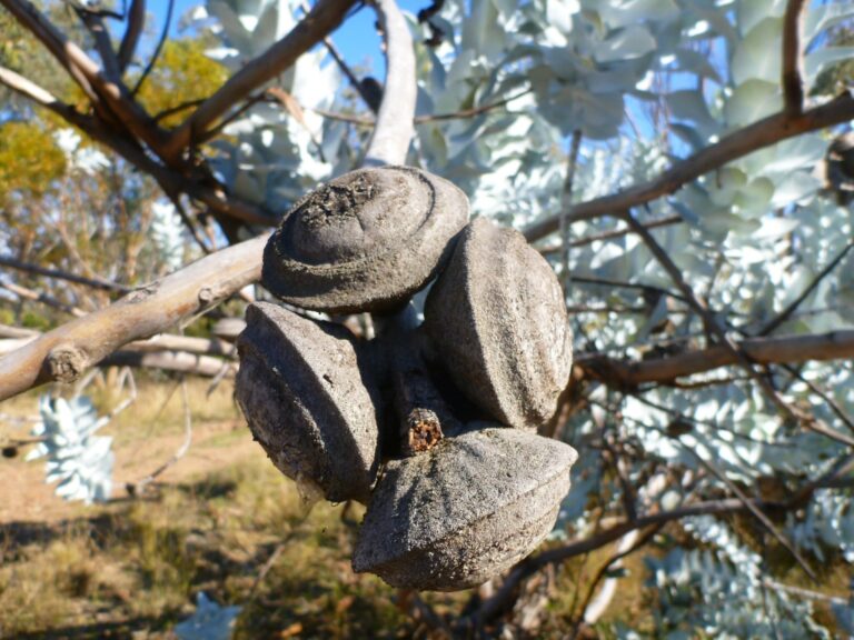 Eucalyptus macrocarpa – Gum Tree | Gardening With Angus