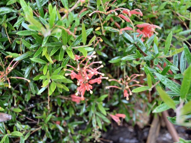 Grevillea ‘Ember Glow’ | Gardening With Angus