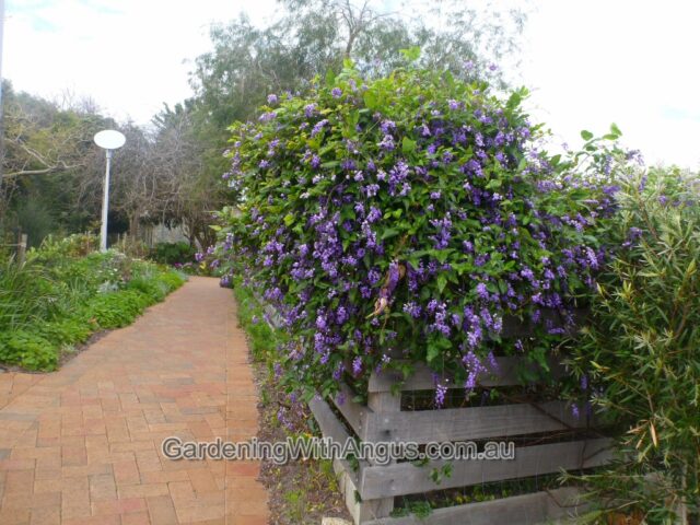 Australian Native Climbers and Creepers | Gardening With Angus