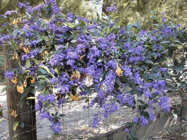 Australian Native Climbers and Creepers | Gardening With Angus