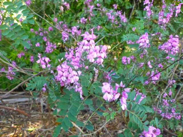 Indigofera australis – Australian Indigo | Gardening With Angus