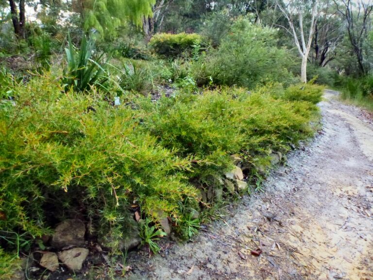 Angus’s Top Ten Australian Plants For Hedges | Gardening With Angus