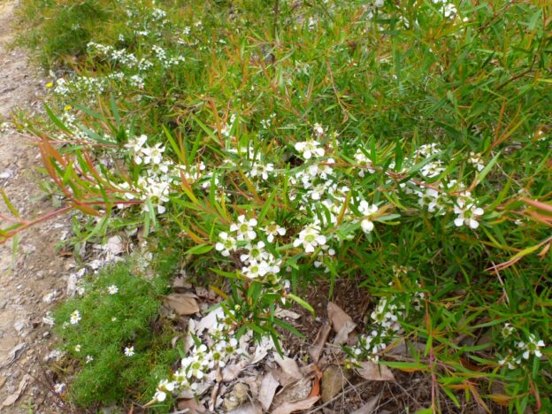 Leptospermum petersonii ‘Little Lemon Scents’ – Tea Tree | Gardening ...