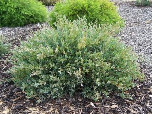 Leptospermum laevigatum ‘Shore Tuff’ – Coastal Tea Tree | Gardening ...