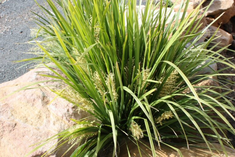 Lomandra hystrix ‘Tropic Belle’ Mat Rush | Gardening With Angus