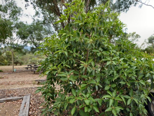 Australian Native Trees | Gardening With Angus