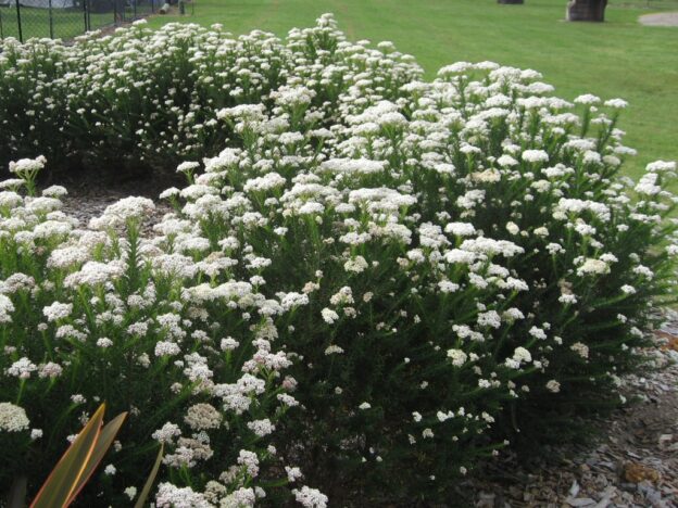 Ozothamnus diosmifolius ‘Radiance’ – Rice Flower | Gardening With Angus
