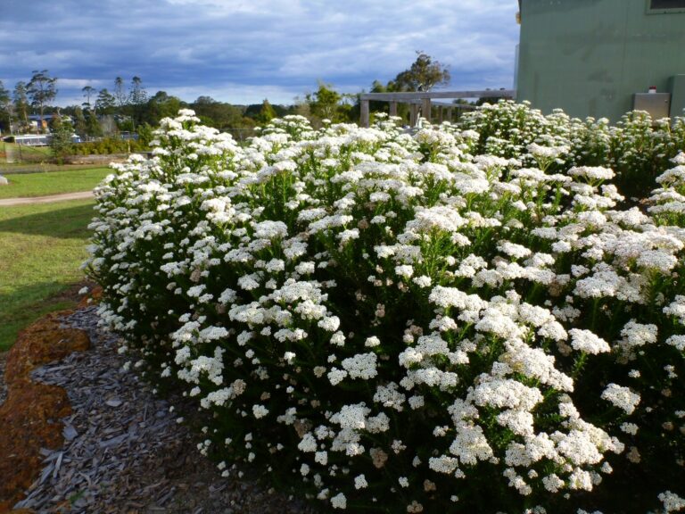 Ozothamnus diosmifolius ‘Radiance’ – Rice Flower | Gardening With Angus