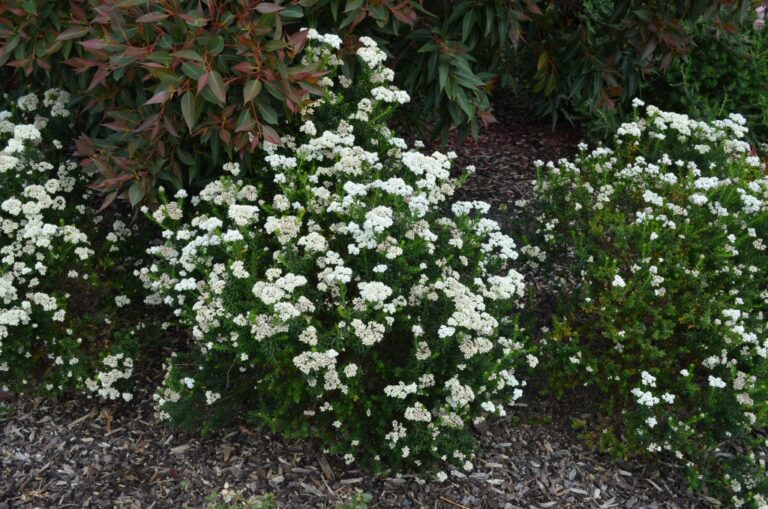 Ozothamnus diosmifolius ‘Petite’ – Rice Flower | Gardening With Angus
