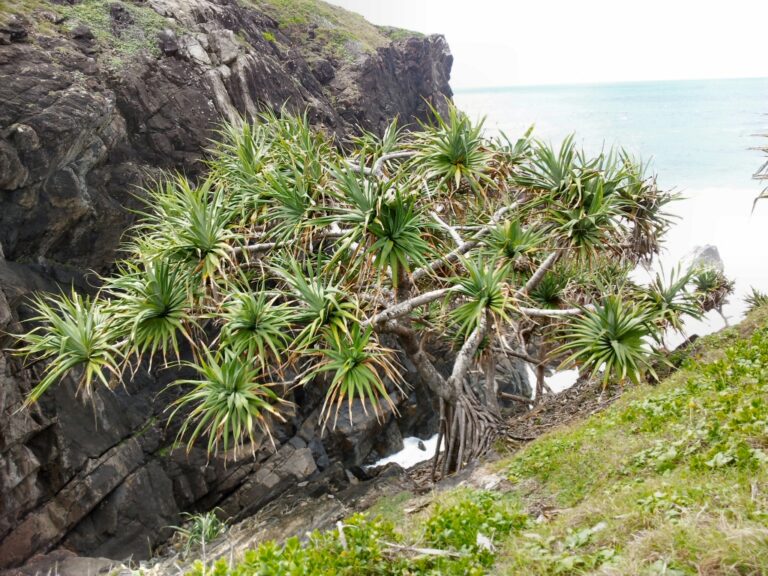 Pandanus tectorius – Screw Pine | Gardening With Angus