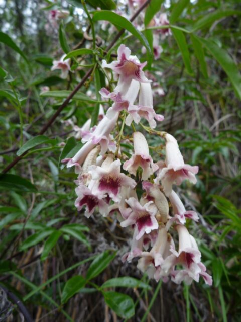 Pandorea pandorana – Wonga Wonga Vine | Gardening With Angus