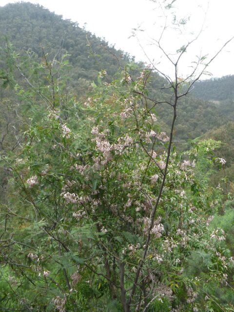 Pandorea pandorana – Wonga Wonga Vine | Gardening With Angus