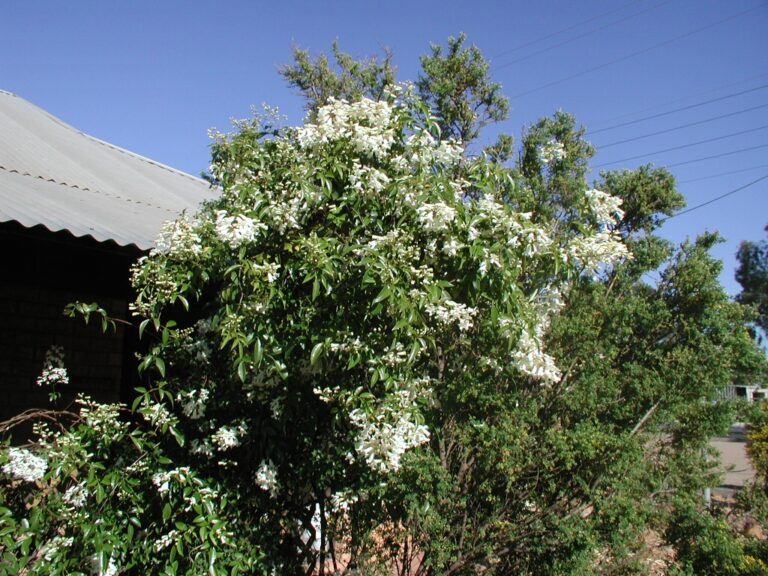 Pandorea pandorana ‘Snowbells’ – Wonga Wonga Vine | Gardening With Angus