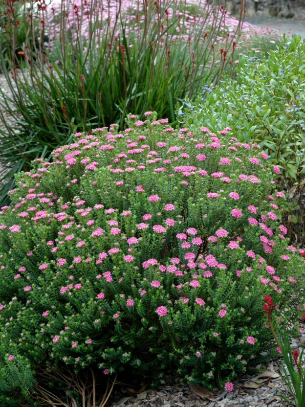 Pimelea ferruginea ‘Pink Solitaire’ – Rice Flower | Gardening With Angus