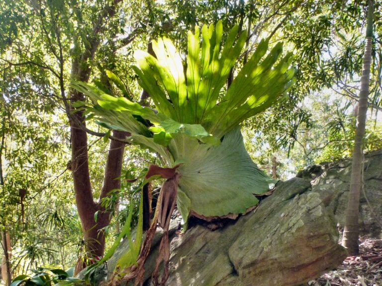 Australian Native Ferns, Palms and Cycads | Gardening With Angus