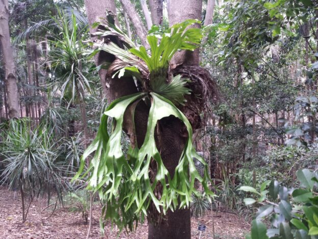 Australian Native Ferns, Palms and Cycads | Gardening With Angus