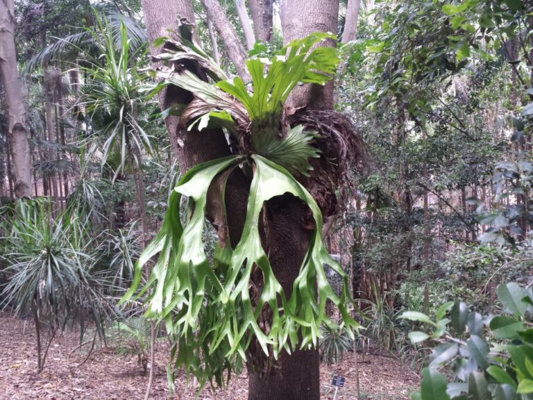 Australian Native Ferns, Palms and Cycads | Gardening With Angus