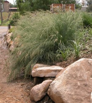 Poa labillardieri ‘Eskdale’ – Tussock Grass | Gardening With Angus
