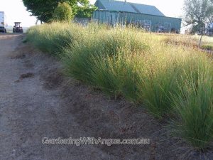 Poa labillardieri ‘Eskdale’ – Tussock Grass | Gardening With Angus