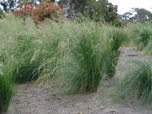 Poa poiformis ‘Kingsdale’ – Tussock Grass | Gardening With Angus