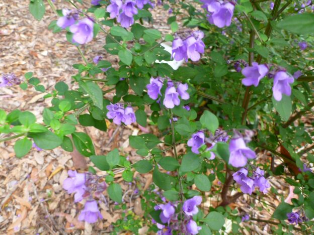 Prostanthera ovalifolia – Oval Leaved Mint Bush | Gardening With Angus