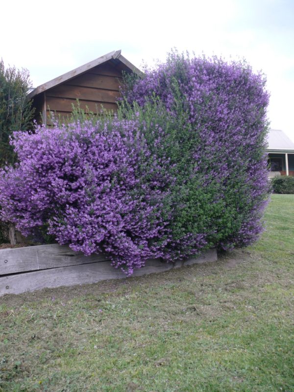 Prostanthera ‘Minty’ Native – Mint Bush | Gardening With Angus