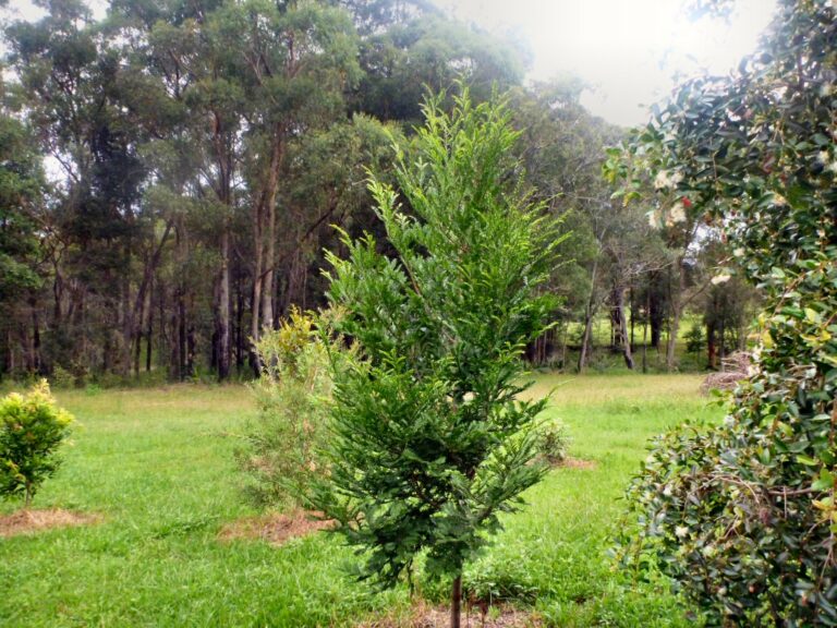 Angus’s Top Ten Small Australian Trees | Gardening With Angus