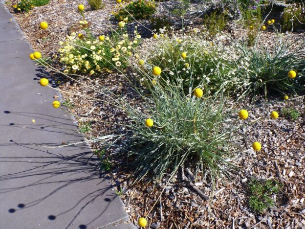 Pycnosorus globosus – Billy Buttons | Gardening With Angus