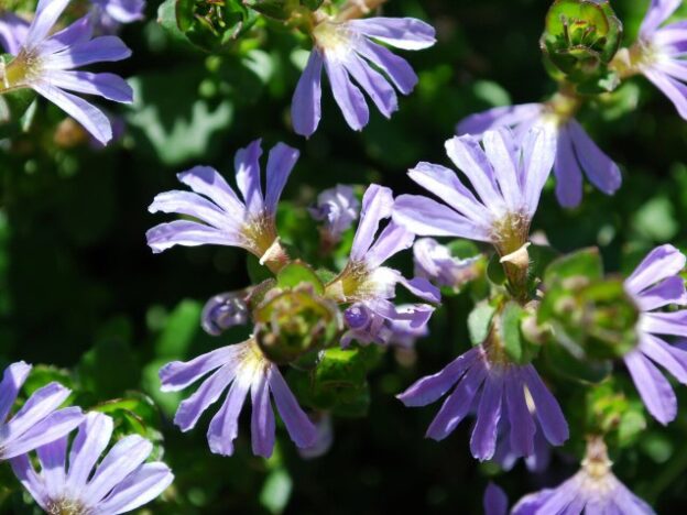 Scaevola ‘Edna Walling Fan Tastic’ – Fan Flower | Gardening With Angus