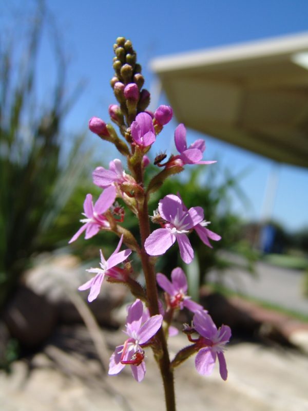 Stylidium graminifolium ‘Little Saphire’ – Trigger Plant | Gardening ...