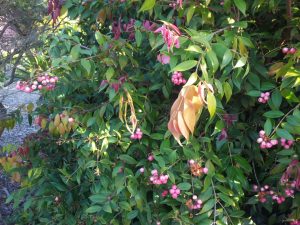 Syzygium ‘Cascade’ – Lilly Pilly | Gardening With Angus