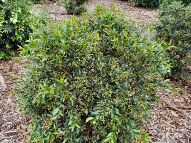 Angus’s Top Ten Australian Plants For Hedges | Gardening With Angus