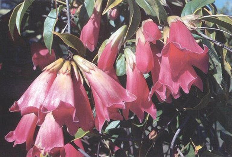 Australian Native Climbers and Creepers | Gardening With Angus