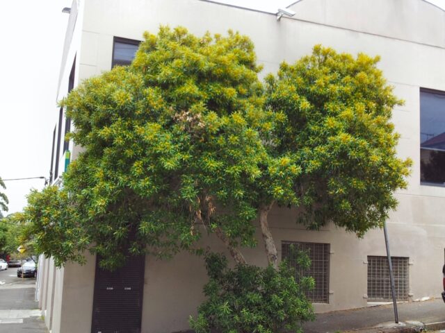 Angus’s Top Ten Small Australian Trees | Gardening With Angus