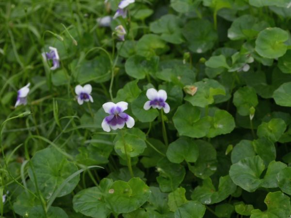 Viola banksii – Native Violet | Gardening With Angus