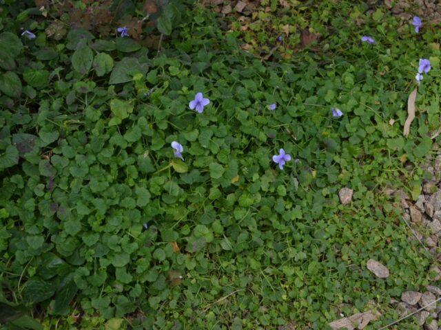 Angus Stewart’s Favourite Australian Rainforest Plants | Gardening With ...