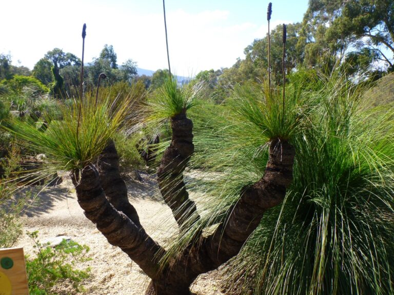 Xanthorrhoea johnsonii – Grass Tree | Gardening With Angus