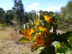 Hakea victoria – Royal Hakea | Gardening With Angus