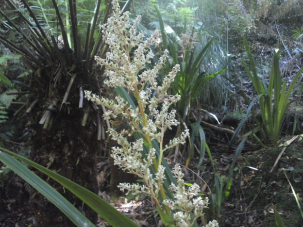 Helmholtzia glaberrima – Stream Lily | Gardening With Angus Helmholtzia glaberrima – Stream Lily | Gardening With Angus