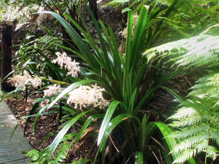 Helmholtzia glaberrima – Stream Lily | Gardening With Angus Helmholtzia glaberrima – Stream Lily | Gardening With Angus