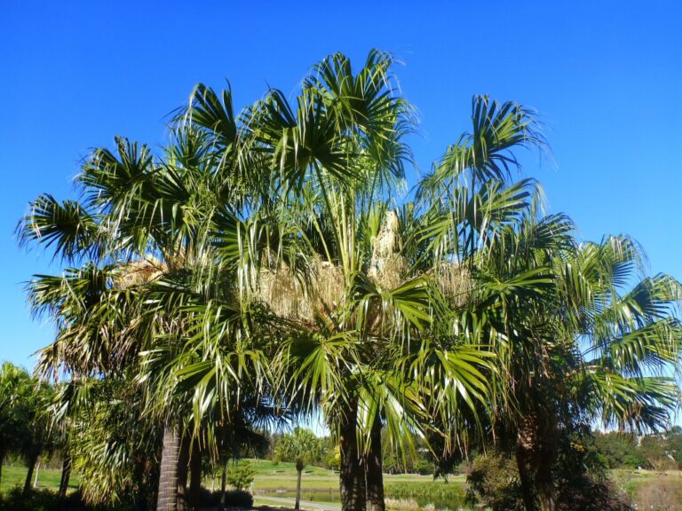 Livistonia australis – Cabbage Tree Palm | Gardening With Angus