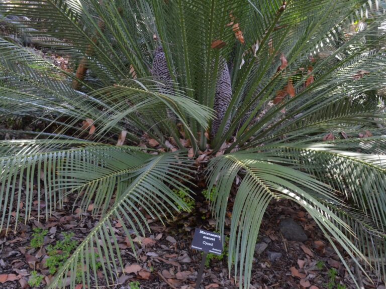 Australian Native Ferns, Palms and Cycads | Gardening With Angus