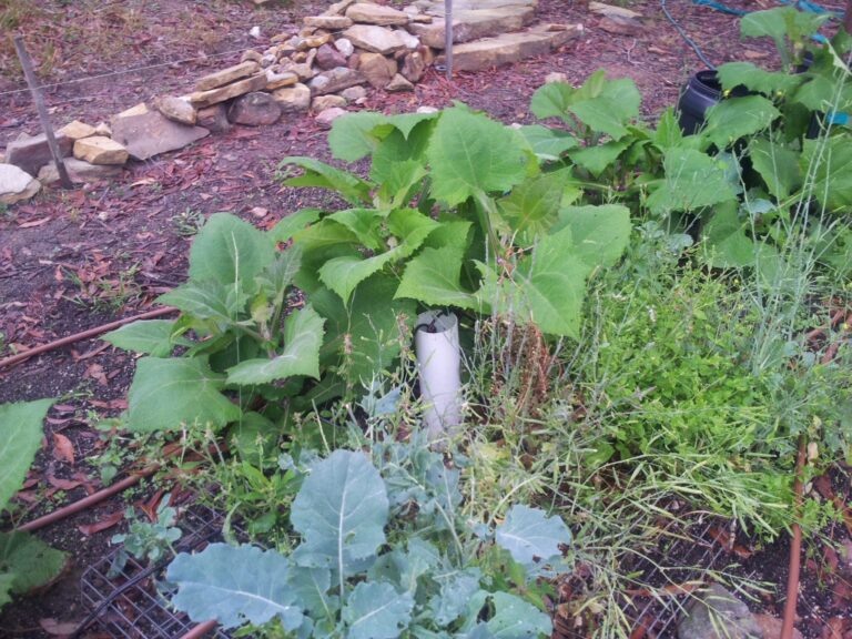 How To Make An In Ground Worm Farm | Gardening With Angus
