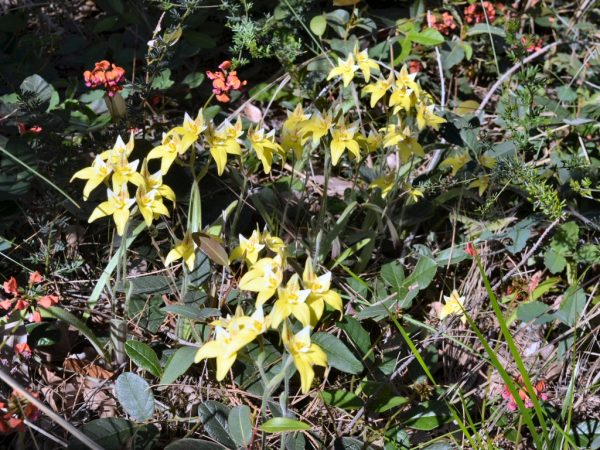 Caladenia flava – Cowslip Orchid | Gardening With Angus