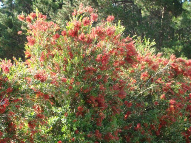 Callistemon viminalis ‘Slim’ – Bottlebrush | Gardening With Angus