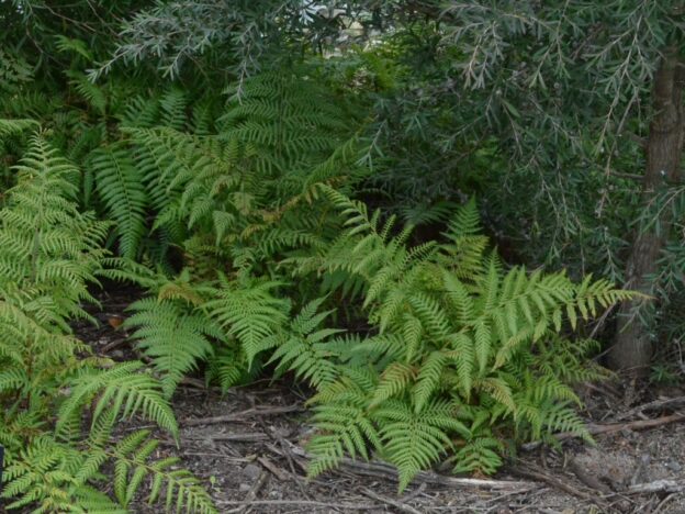 Calochlaena dubia – Bracken Fern | Gardening With Angus