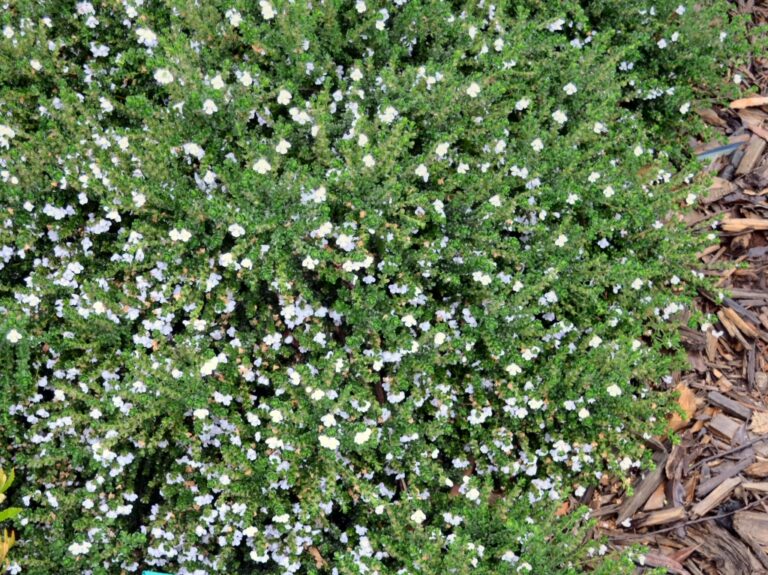 Prostanthera cuneata – Alpine Mint Bush | Gardening With Angus