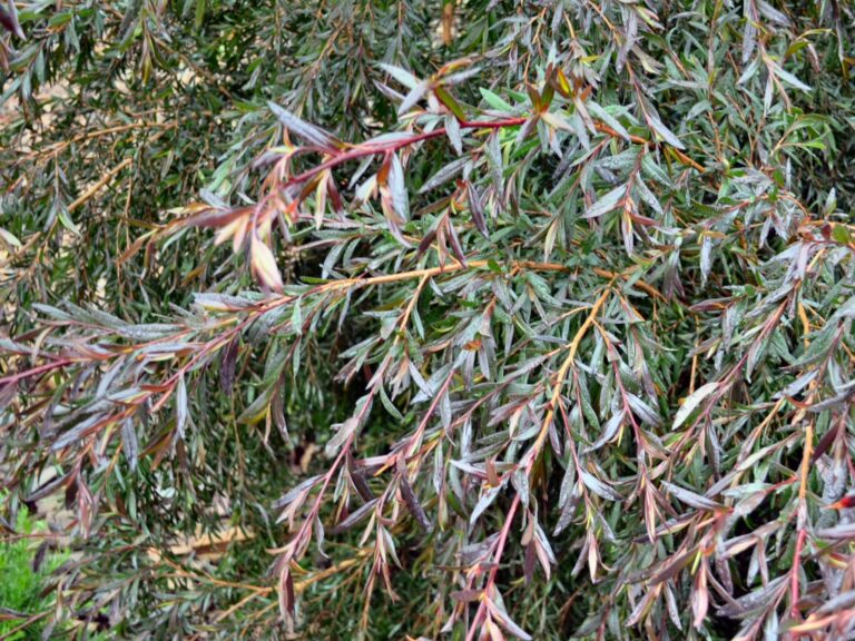 Leptospermum polygalifolium ‘Copper Glow’ – Tea Tree | Gardening With Angus